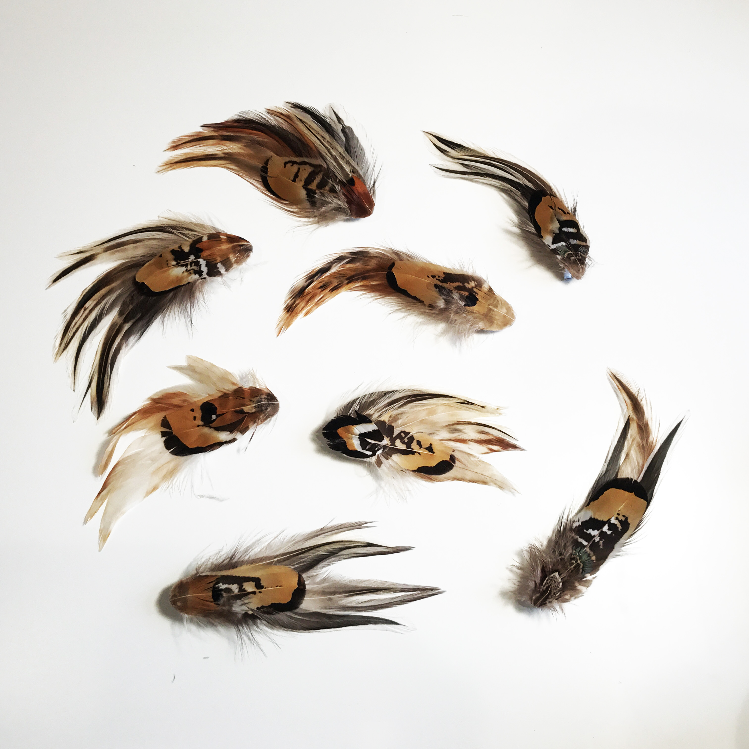 Feather Fish – LucidDesign